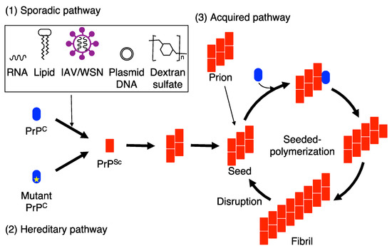 Virus Infection, Genetic Mutations, and Prion Infection in Prion Protein Conversion