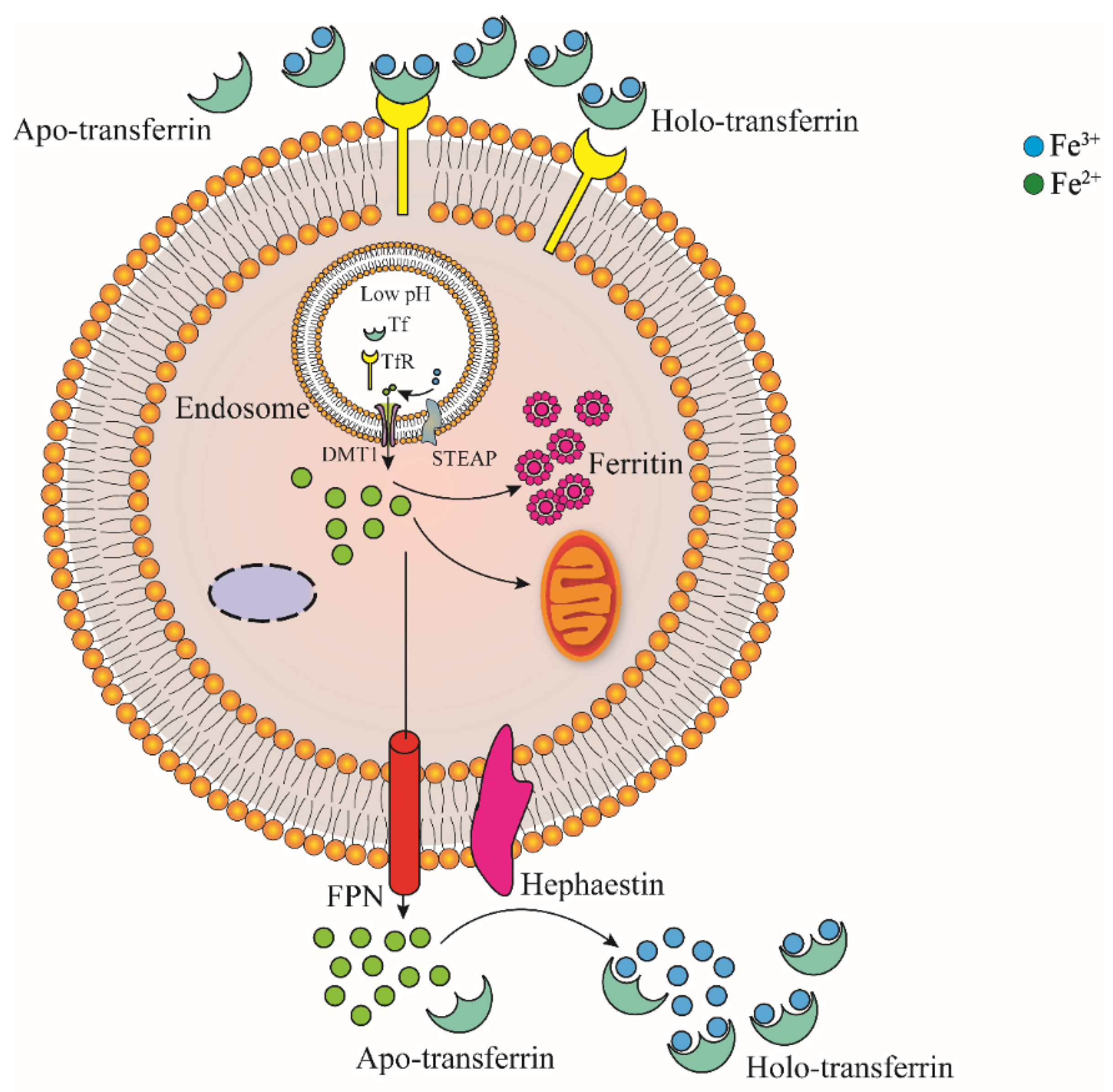 Iron Homeostasis Disorder and Alzheimer’s Disease