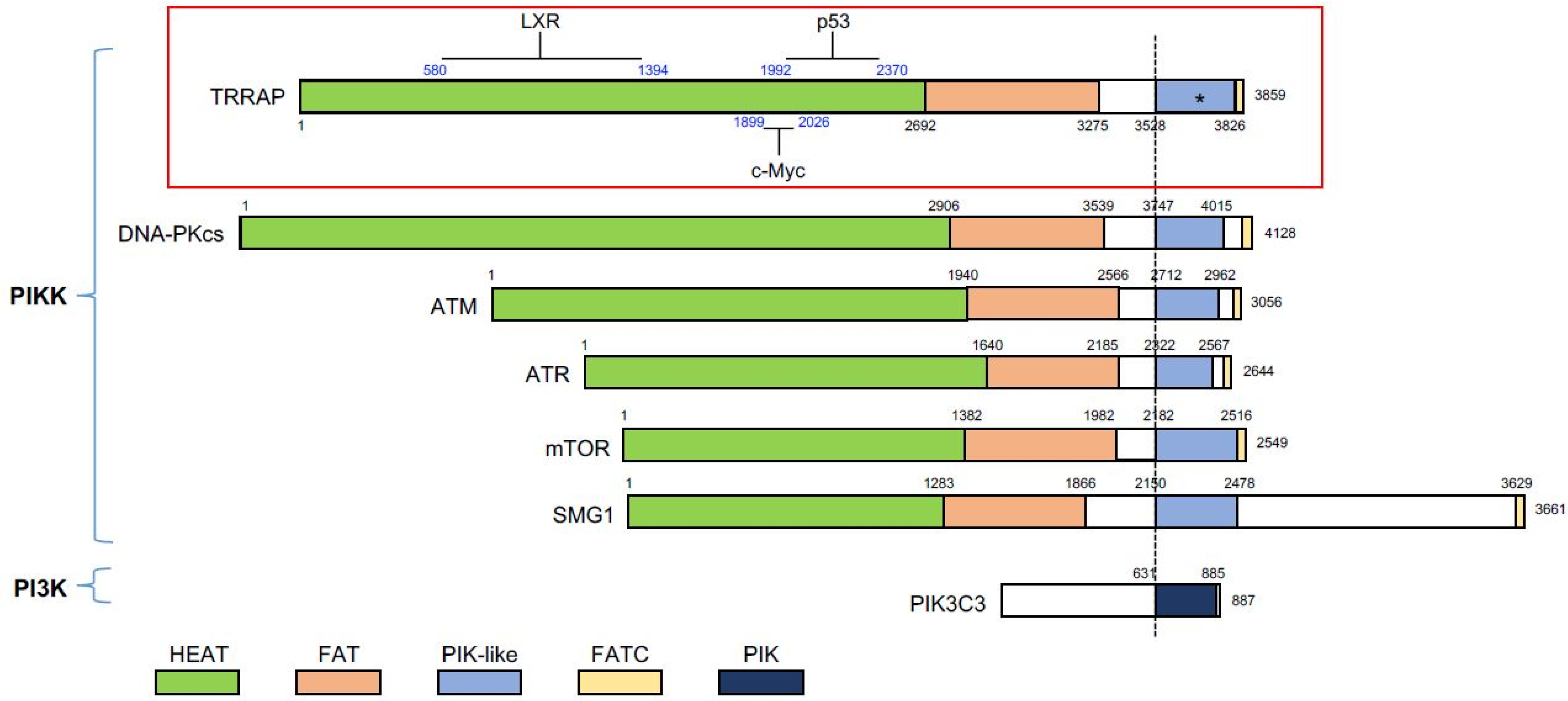 Beyond HAT Adaptor: TRRAP Liaisons with Sp1-Mediated Transcription