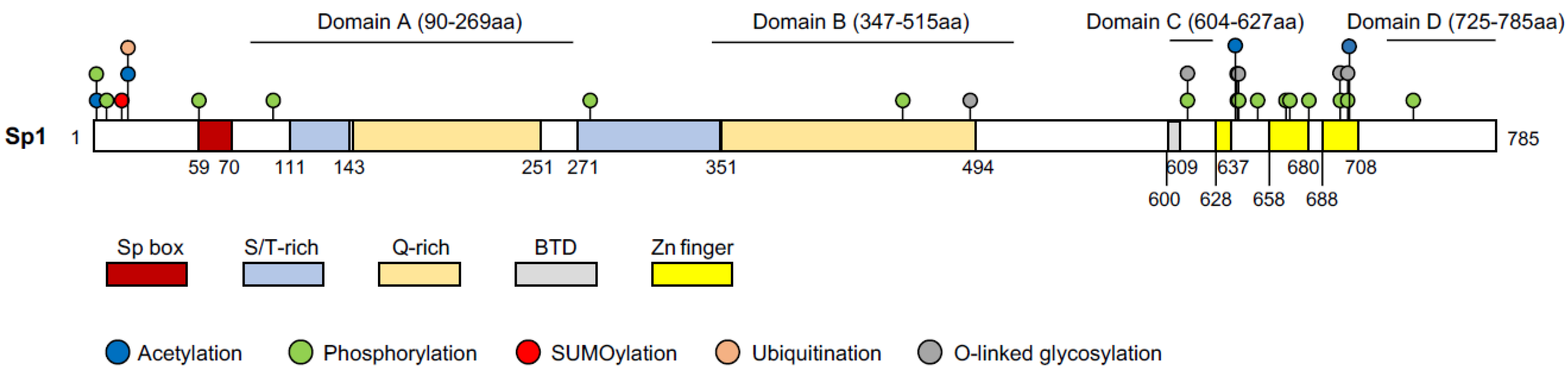 Beyond HAT Adaptor: TRRAP Liaisons with Sp1-Mediated Transcription