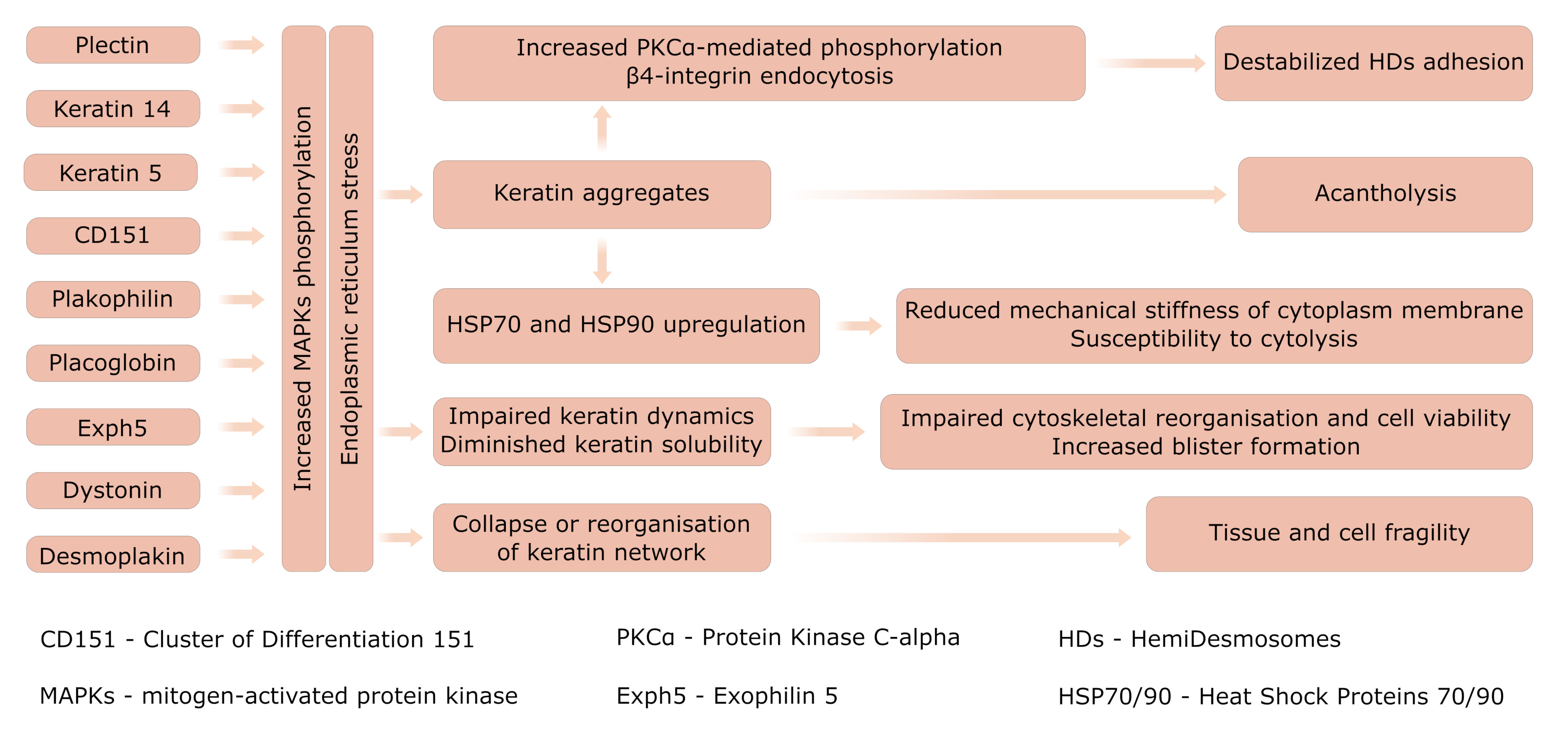IJMS | Free Full-Text | Keratins as an Inflammation Trigger Point in ...