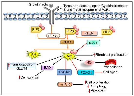 Targeting PI3K/Akt/mTOR Pathway by Different Flavonoids: A Cancer Chemopreventive Approach