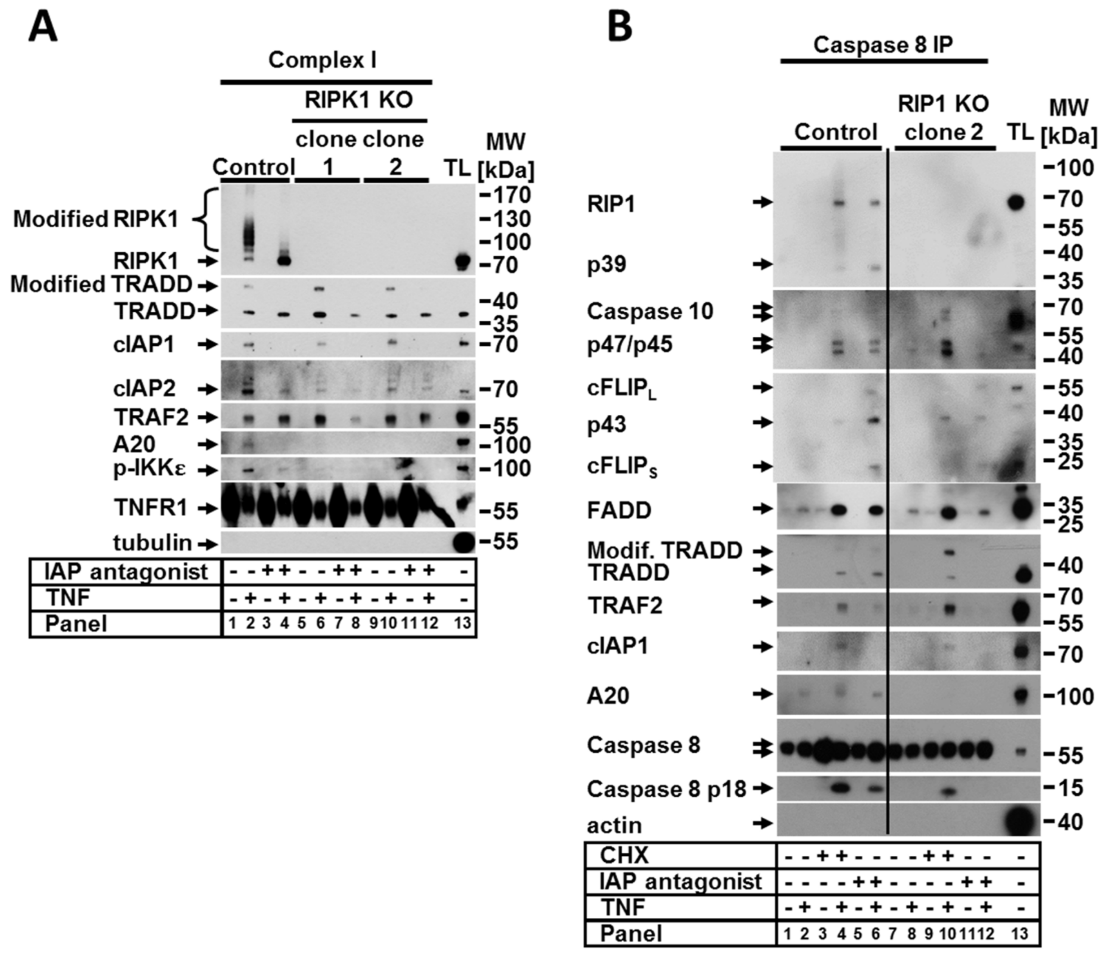 RIPK1 and TRADD Regulate TNF-Induced Signaling and Ripoptosome Formation