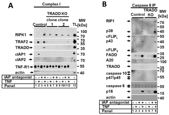 RIPK1 and TRADD Regulate TNF-Induced Signaling and Ripoptosome Formation