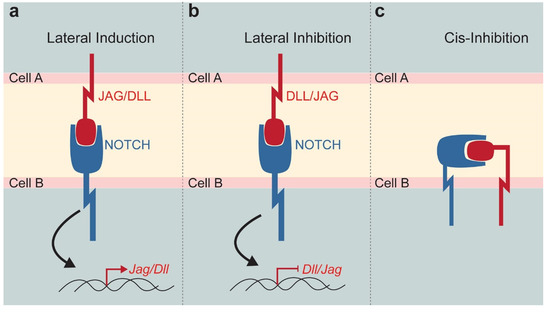 IJMS | Free Full-Text | Three-Dimensional Culture Systems for ...