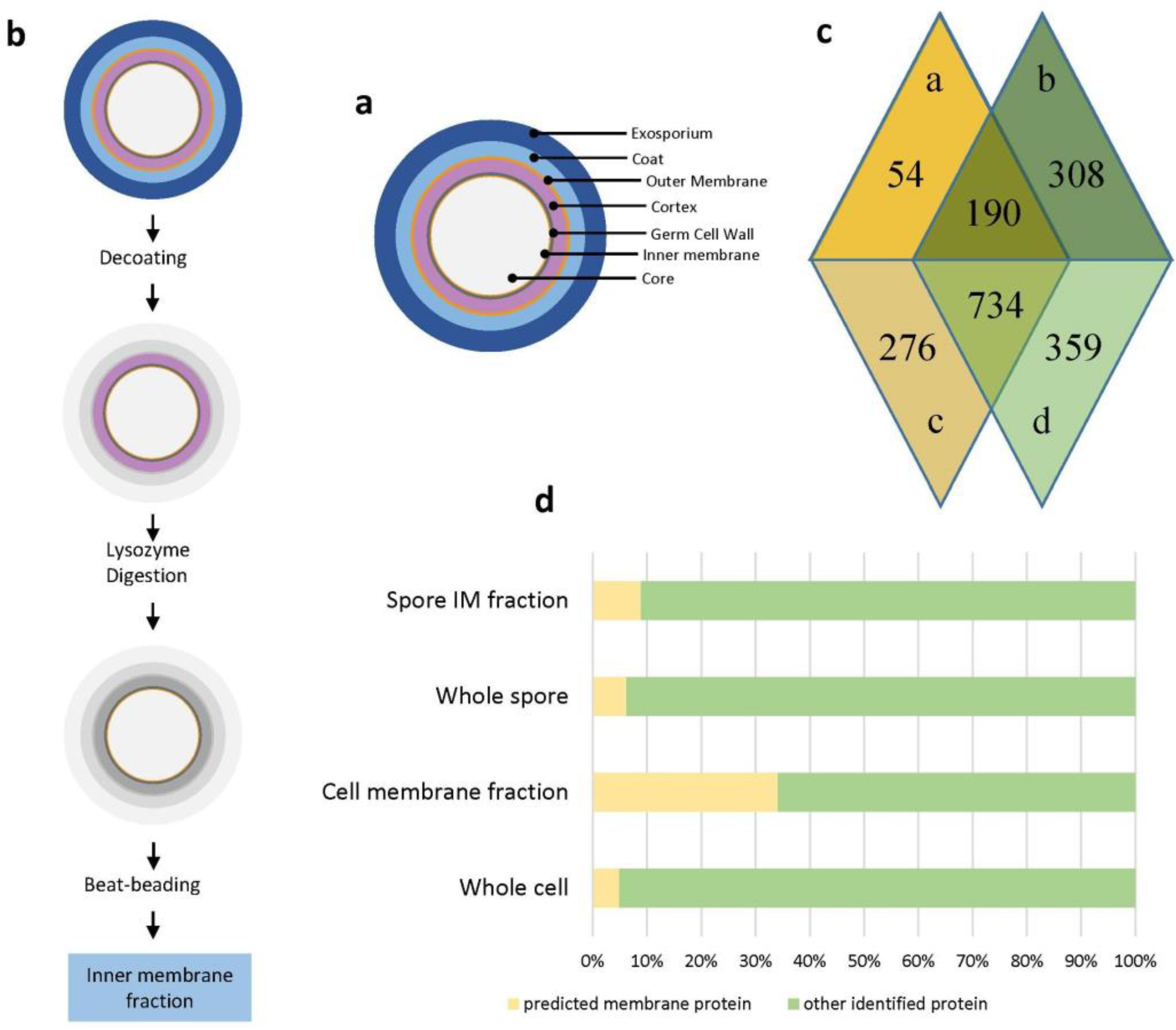 The Membrane Proteome of Spores and Vegetative Cells of the Food-Borne ...