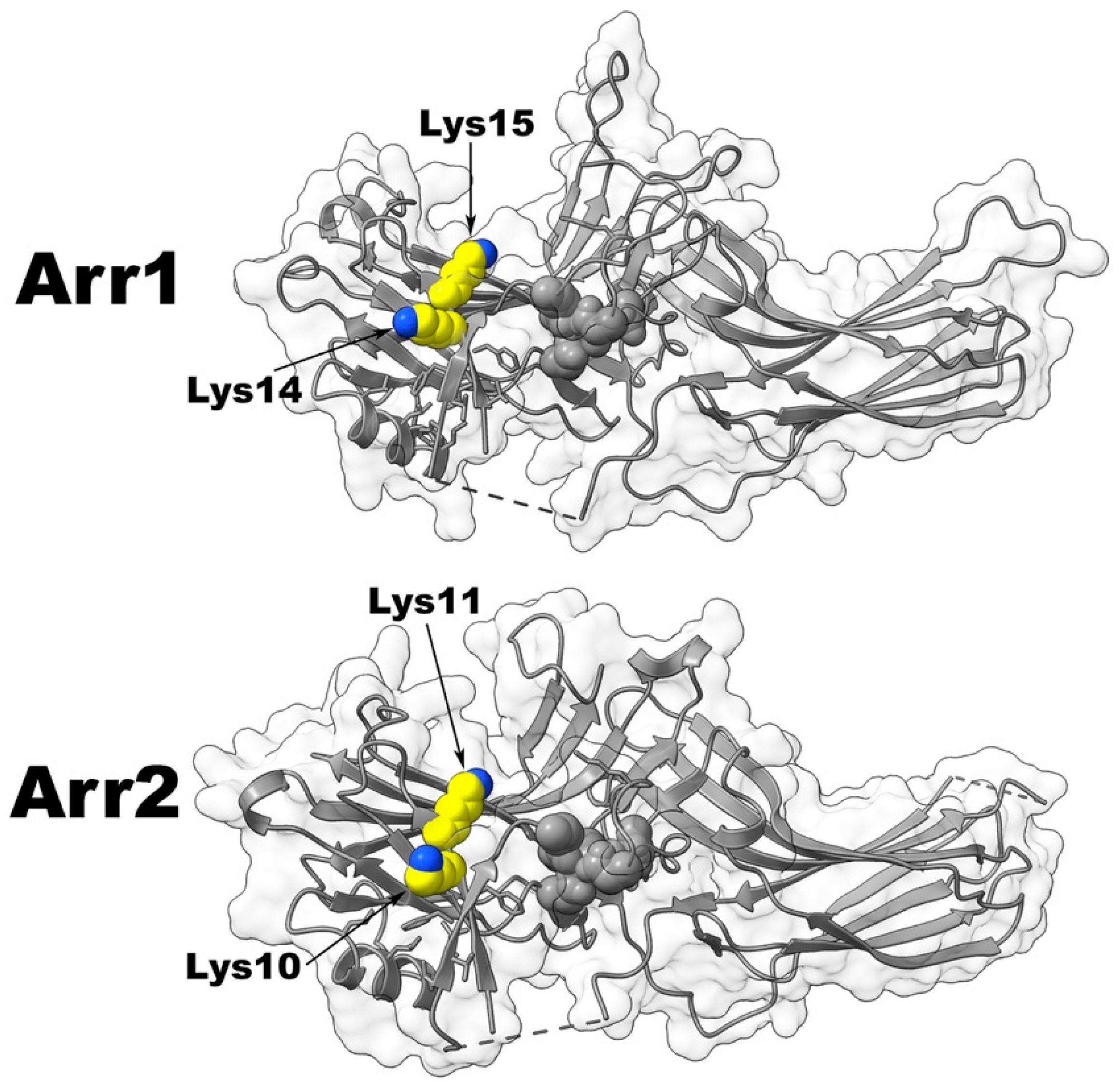 Structural Basis of Arrestin Selectivity for Active Phosphorylated G ...