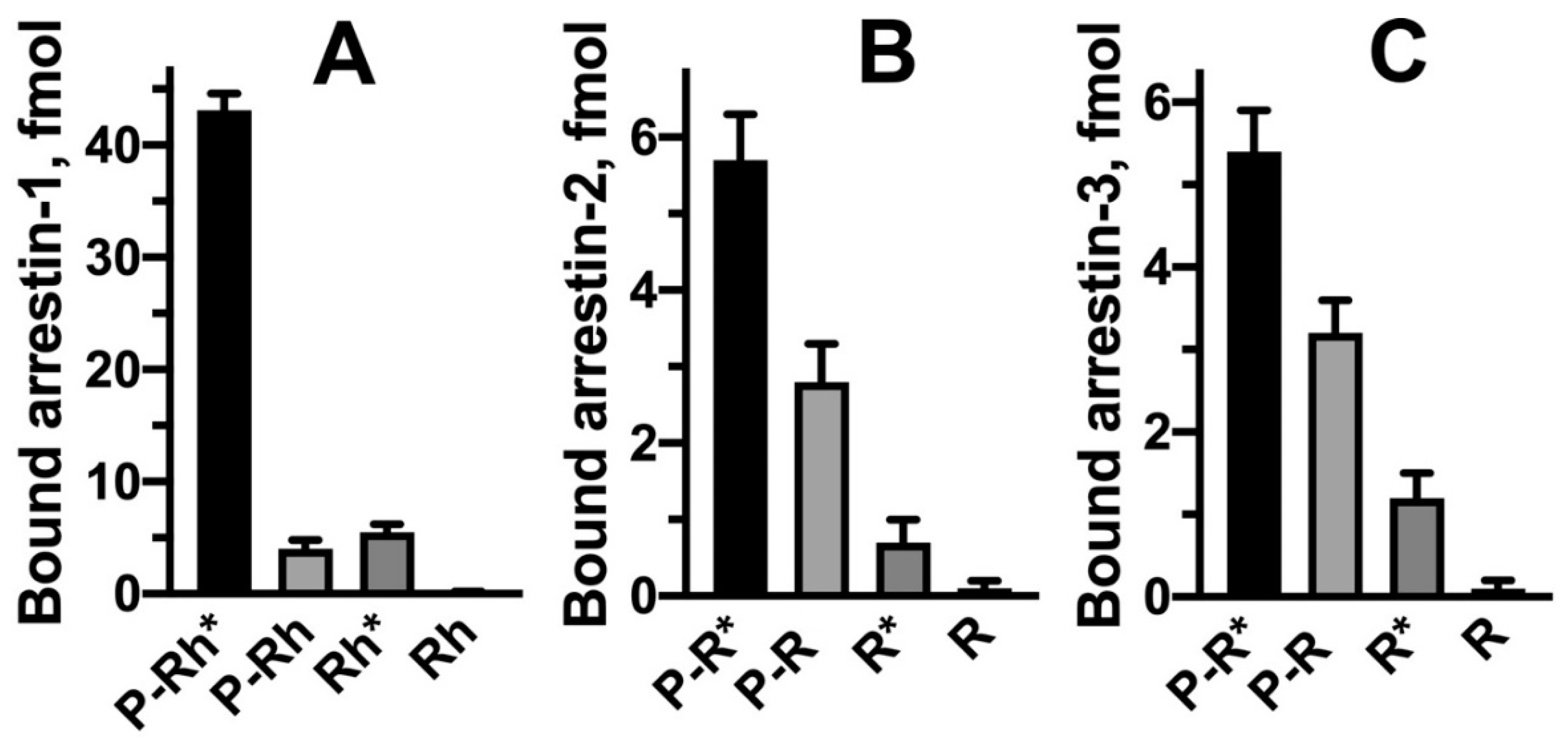 Structural Basis of Arrestin Selectivity for Active Phosphorylated G ...