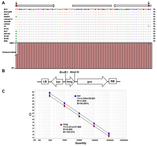 High-Throughput and Accurate Determination of Transgene Copy Number and ...