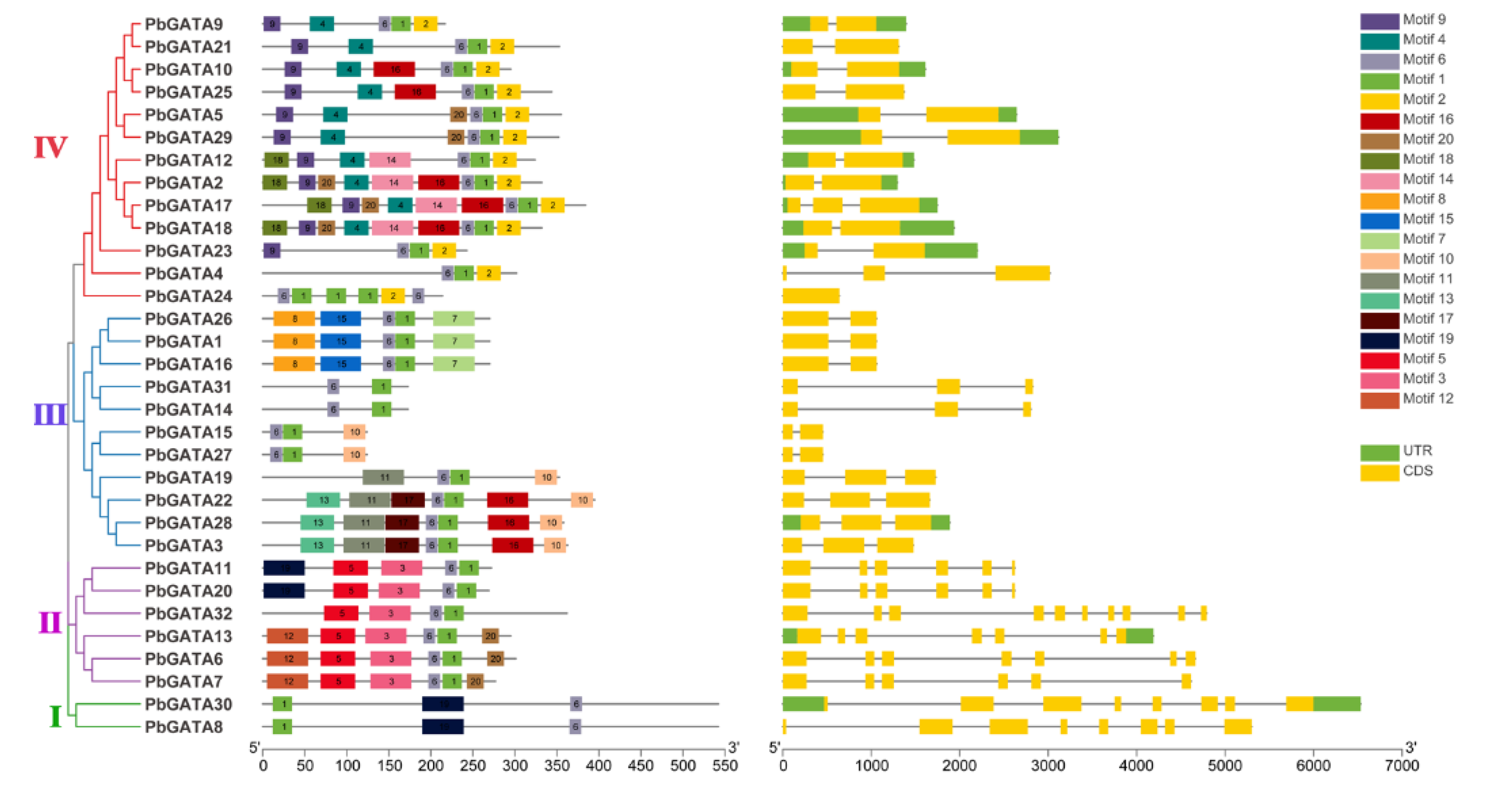IJMS | Free Full-Text | Comprehensive Comparative Analysis of the GATA ...