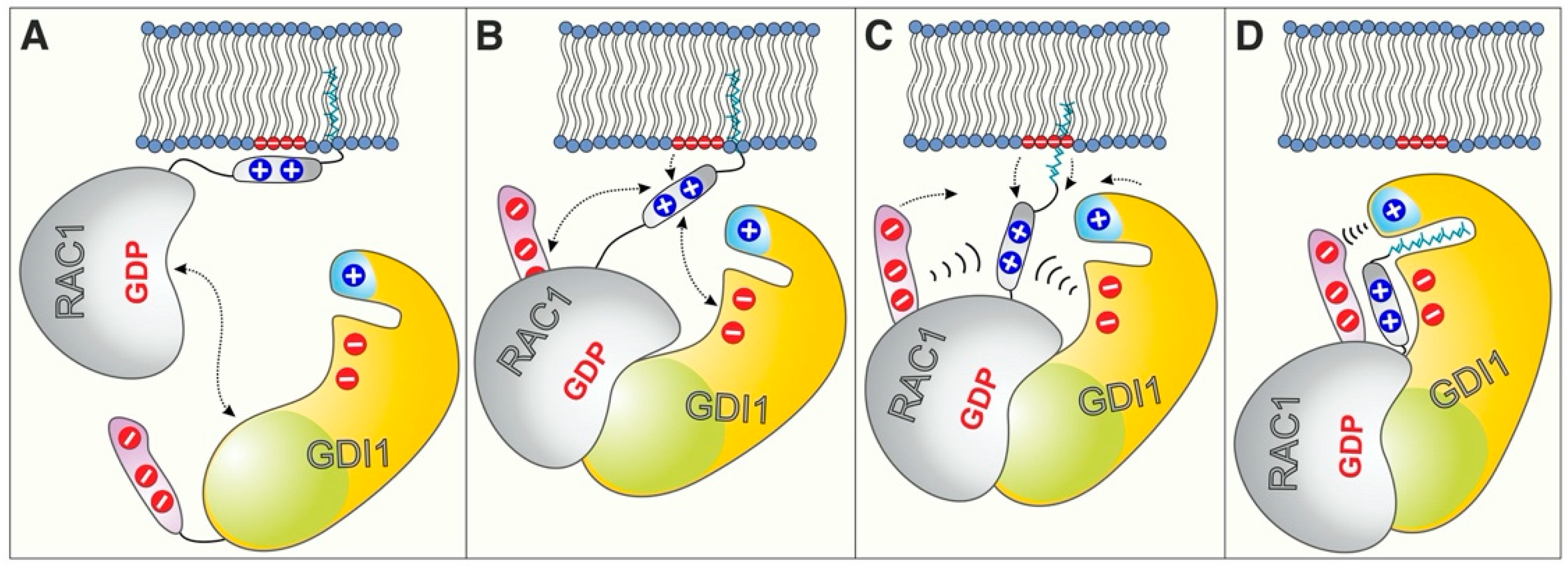 Electrostatic Forces Mediate the Specificity of RHO GTPase-GDI Interactions