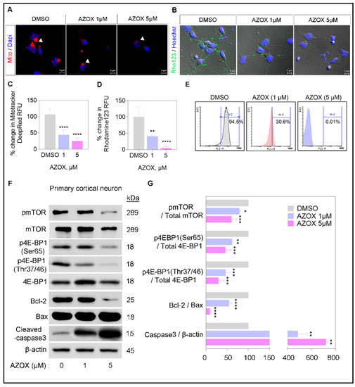 Azoxystrobin Impairs Neuronal Migration and Induces ROS Dependent ...