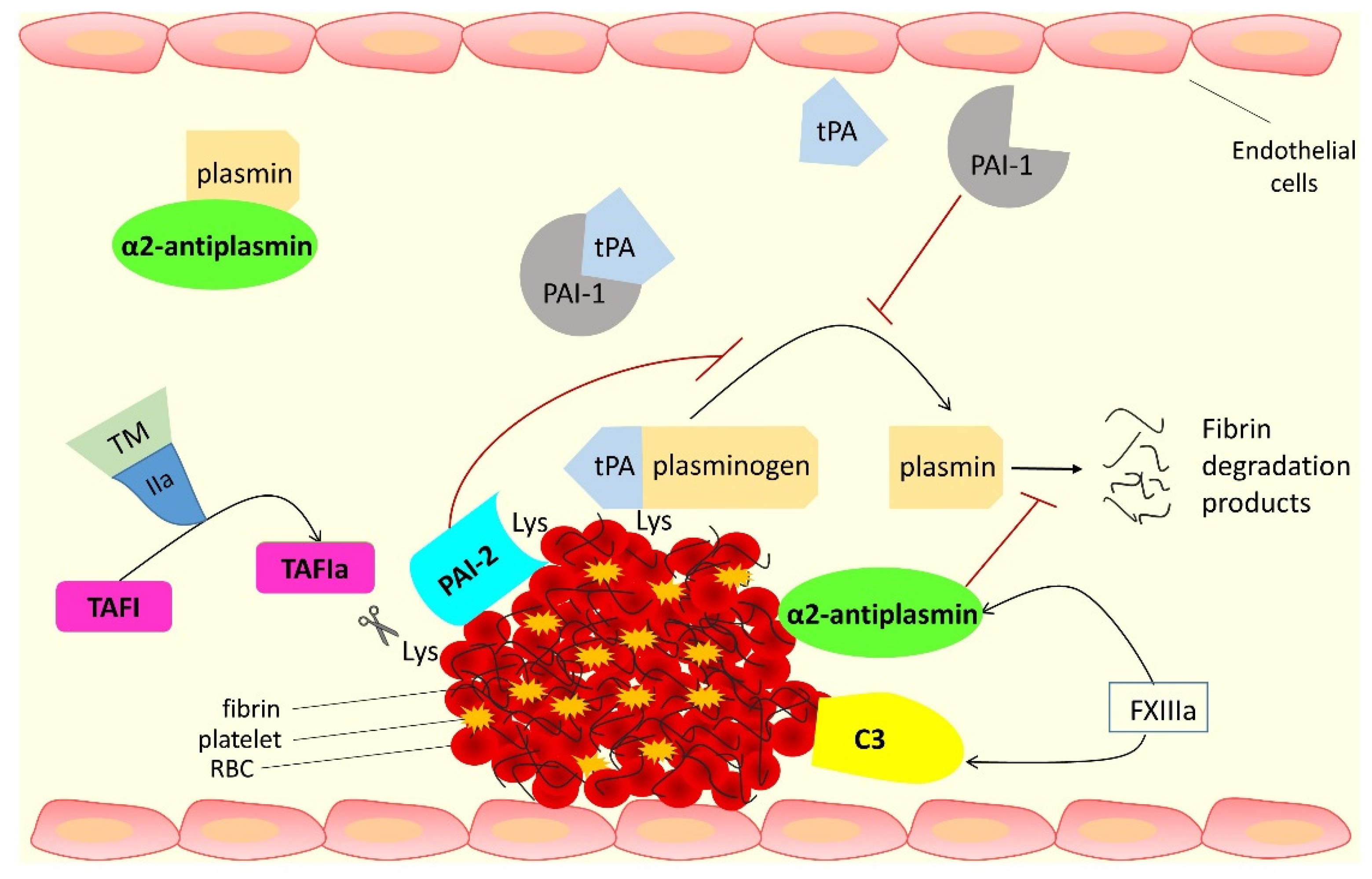 Fibrinogen and Antifibrinolytic Proteins: Interactions and Future ...