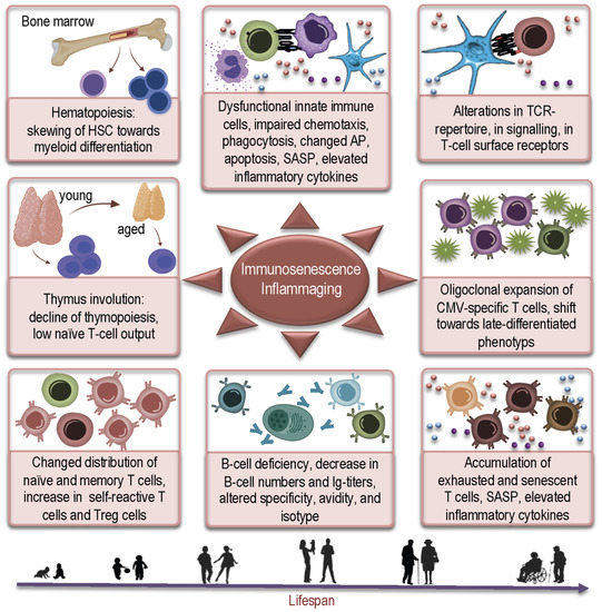IJMS | Free Full-Text | How Immunosenescence and Inflammaging May ...
