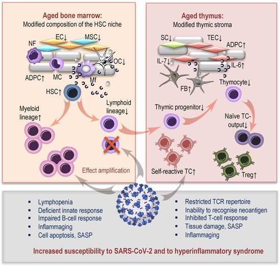 IJMS | Free Full-Text | How Immunosenescence and Inflammaging May ...