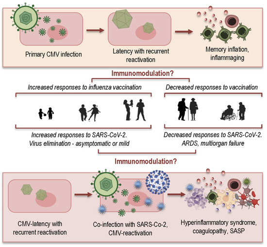 IJMS | Free Full-Text | How Immunosenescence and Inflammaging May ...