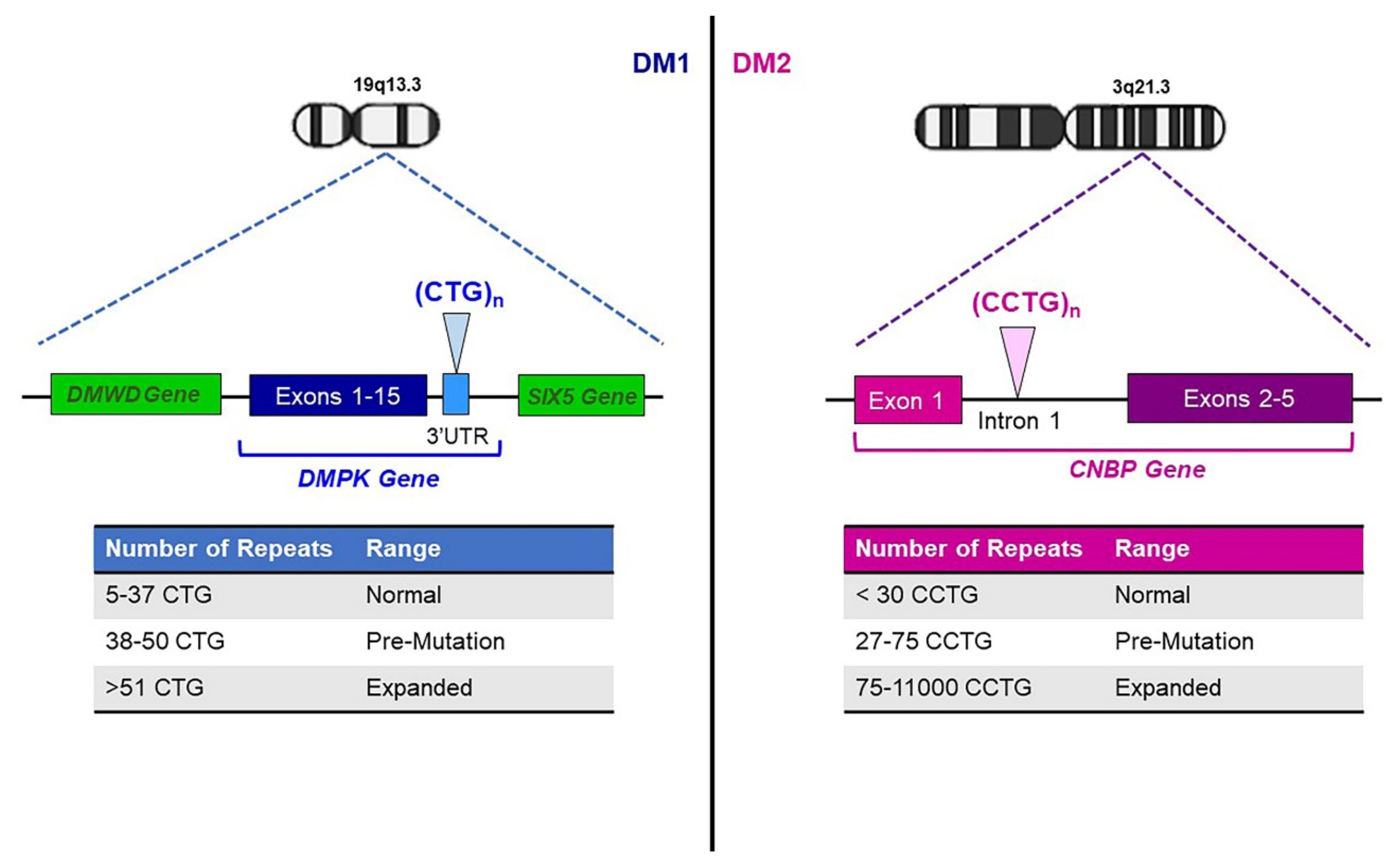 Epigenetics of Myotonic Dystrophies: A Minireview