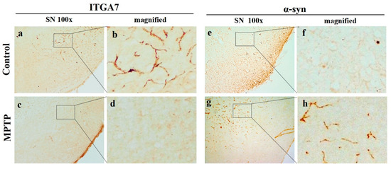 Decrease in ITGA7 Levels Is Associated with an Increase in α-Synuclein ...