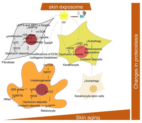 Skin Aging, Cellular Senescence and Natural Polyphenols