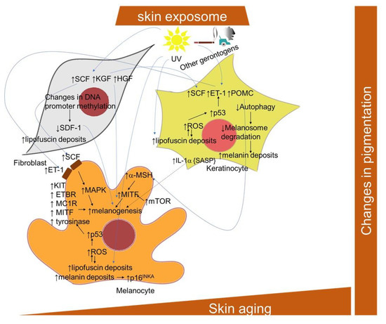 Skin Aging, Cellular Senescence and Natural Polyphenols