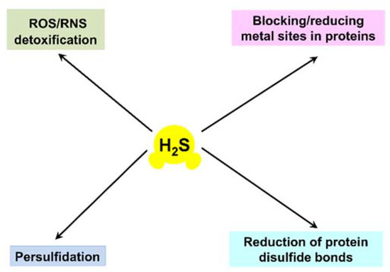 Impact of Hydrogen Sulfide on Mitochondrial and Bacterial Bioenergetics