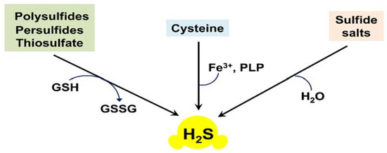 Impact of Hydrogen Sulfide on Mitochondrial and Bacterial Bioenergetics