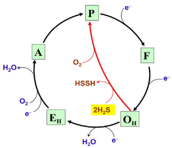 Impact of Hydrogen Sulfide on Mitochondrial and Bacterial Bioenergetics