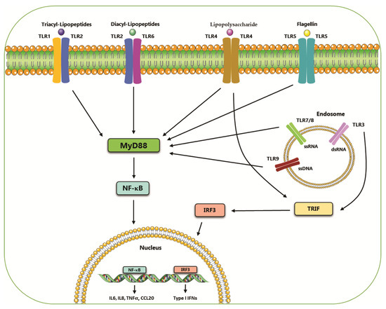 The Role of Toll-like Receptors (TLRs) Mediated Inflammation in ...