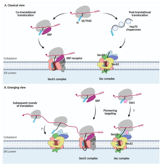 Emerging View on the Molecular Functions of Sec62 and Sec63 in Protein ...