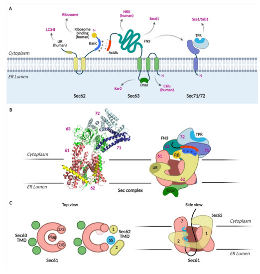 Emerging View on the Molecular Functions of Sec62 and Sec63 in Protein ...