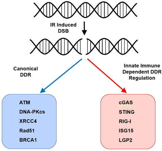 Regulation of the Cell-Intrinsic DNA Damage Response by the Innate ...