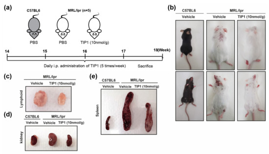 Toll-like Receptor Signaling Inhibitory Peptide Improves Inflammation in Animal Model and Human ...