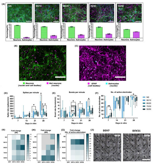 Ijms Free Full Text Astrocytes Exhibit A Protective Role In