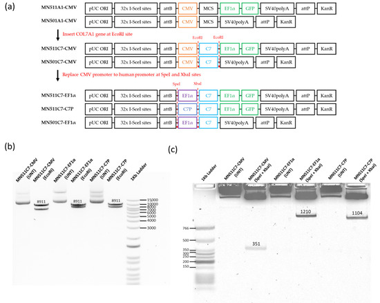 Development of Minicircle Vectors Encoding COL7A1 Gene with Human ...