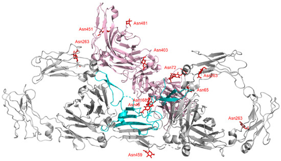 3D Structures of IgA, IgM, and Components