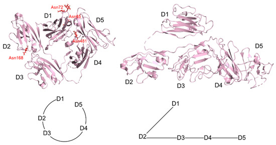 3D Structures of IgA, IgM, and Components