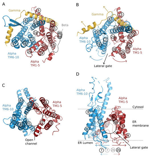 Folding and Insertion of Transmembrane Helices at the ER