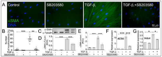 SB203580—A Potent p38 MAPK Inhibitor Reduces the Profibrotic Bronchial ...