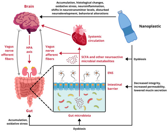 Nanoplastic Impact on the Gut-Brain Axis: Current Knowledge and Future Directions