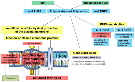 Anti-Inflammatory Function of Fatty Acids and Involvement of Their ...