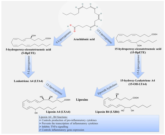 Anti-Inflammatory Function of Fatty Acids and Involvement of Their ...