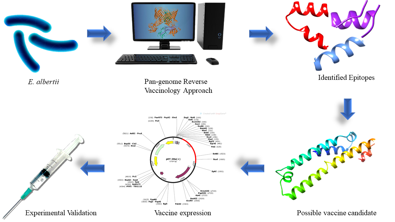 IJMS | Free Full-Text | Pan-Genome Reverse Vaccinology Approach for the Design of Multi-Epitope ...