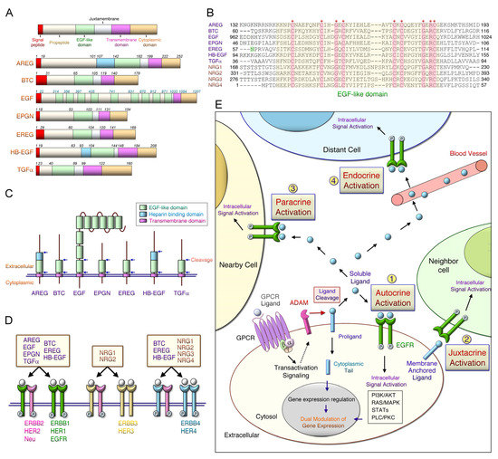The Role of EREG/EGFR Pathway in Tumor Progression