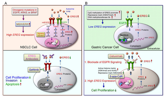 The Role of EREG/EGFR Pathway in Tumor Progression