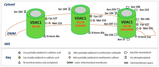 IJMS | Free Full-Text | VDACs Post-Translational Modifications Discovery by Mass Spectrometry ...