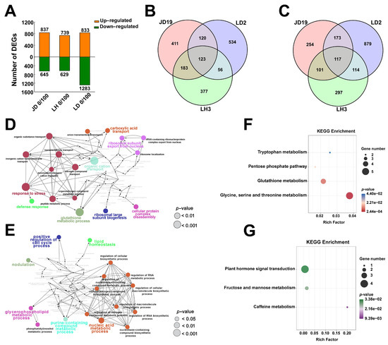 Integrated Physiological, Transcriptomic, and Metabolomic Analyses Revealed Molecular Mechanism ...