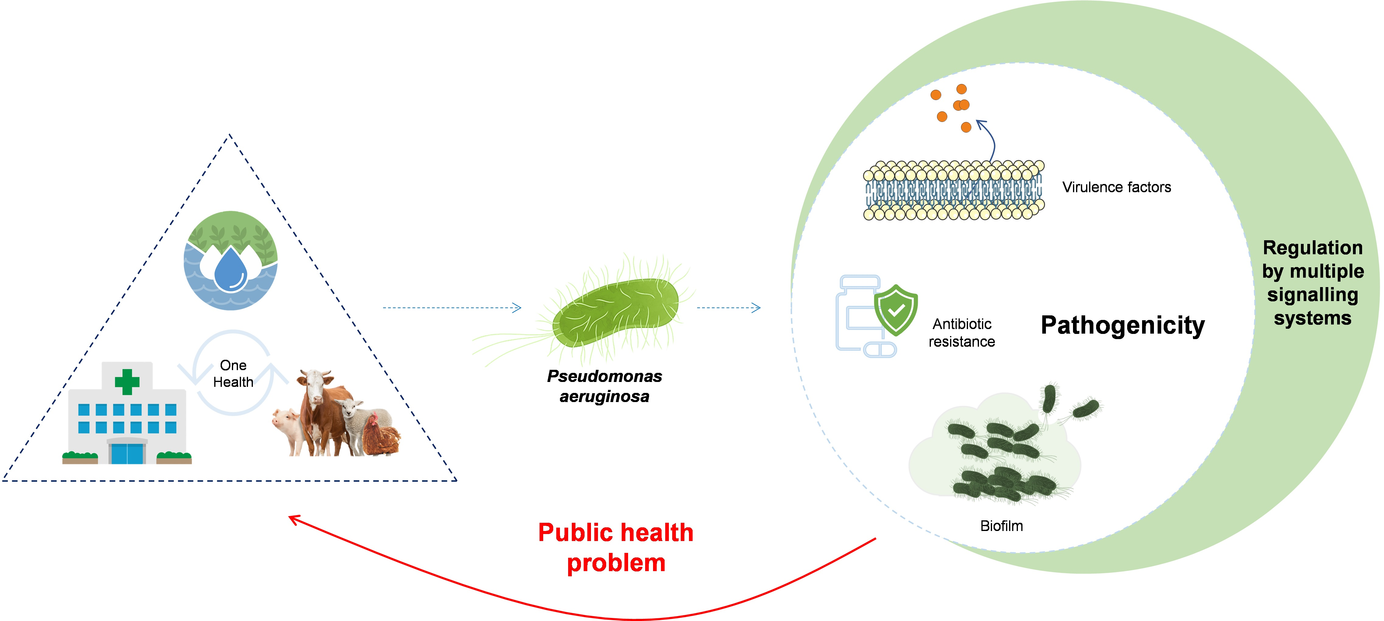 IJMS | Free Full-Text | Genomic and Metabolic Characteristics of the ...