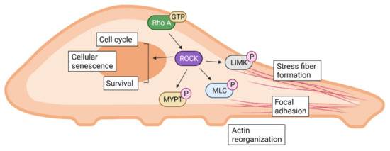 Rho-Kinase as a Target for Cancer Therapy and Its Immunotherapeutic ...