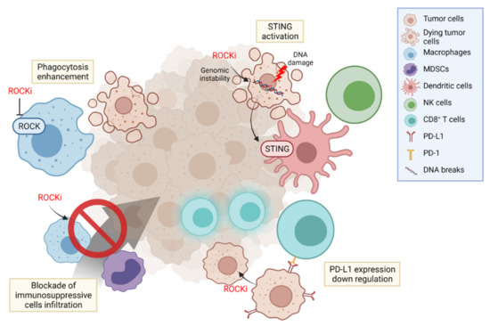 Rho-Kinase as a Target for Cancer Therapy and Its Immunotherapeutic ...
