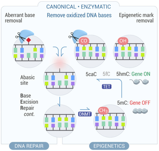 Impact of Oxidative DNA Damage and the Role of DNA Glycosylases in ...